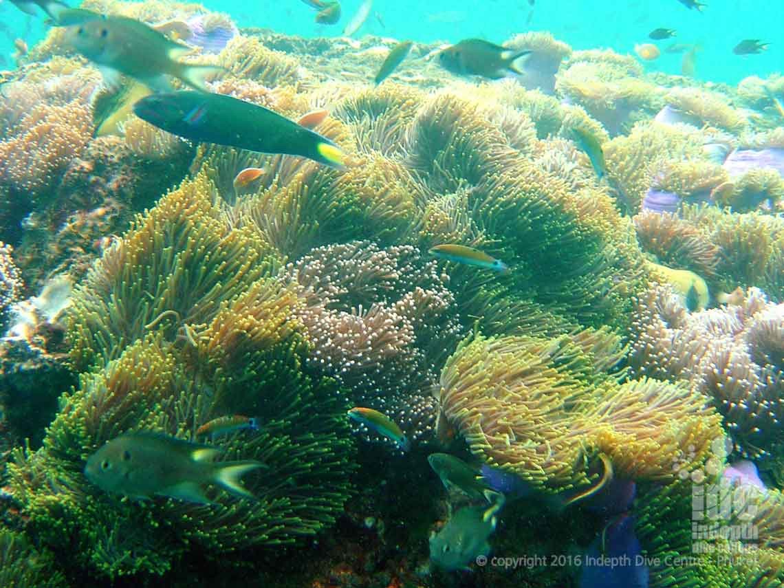 Anemone Reef - Phuket - Indepth Dive Centre Phuket - IDC Phuket