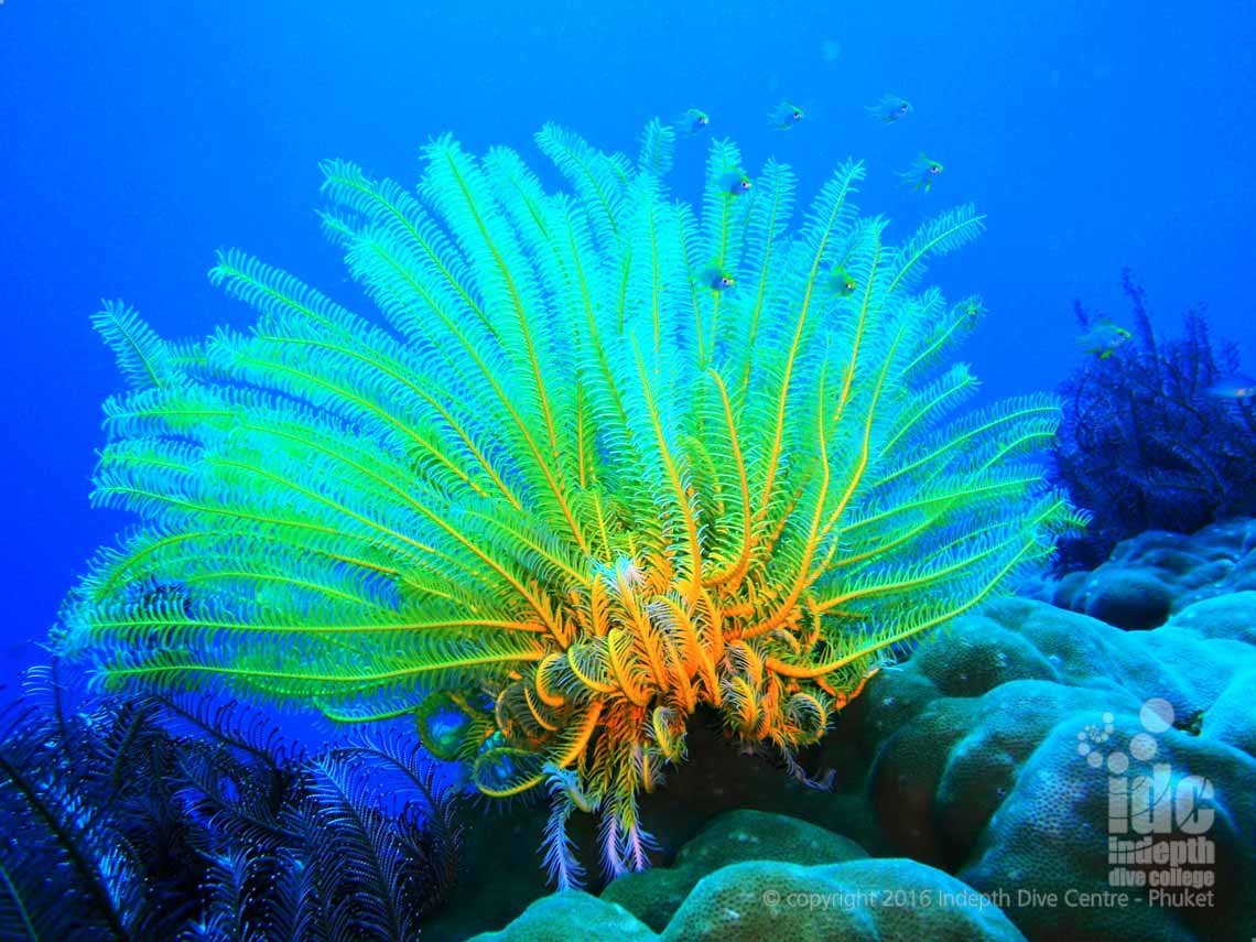 Beacon Reef - Similan Island 8 - Indepth Dive Centre Phuket - IDC Phuket