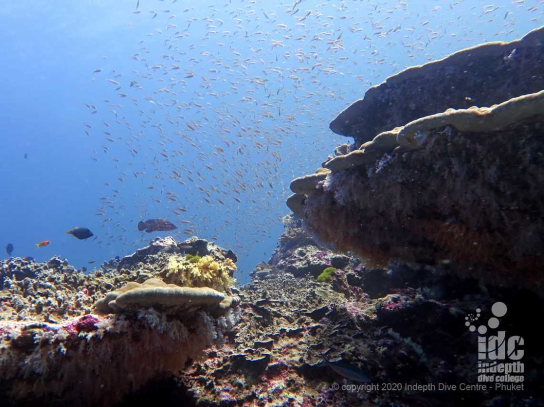 Beacon Reef - Similan Island 8 - Indepth Dive Centre Phuket - IDC Phuket